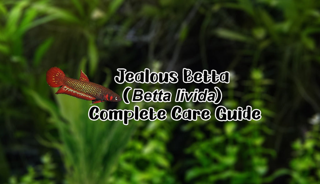 Jealous Green Eyed Wild Betta (Betta Livida) Complete Care Guide
