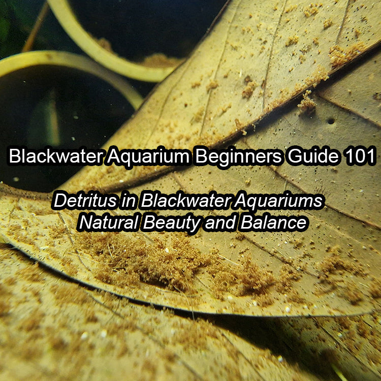 Blackwater_Aquarium_Beginners_Guide_101_-_Detritus_in_Blackwater ...