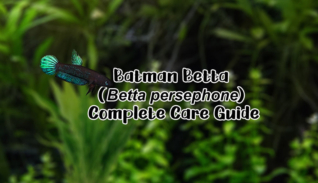 Batman Wild Betta (Betta persephone) Complete Care Guide – Castle Dawn ...