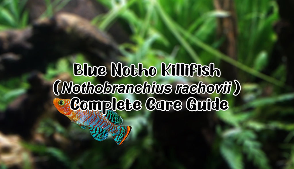 Bluefin Notho Killifish (Nothobranchius rachovii) Complete Care Guide