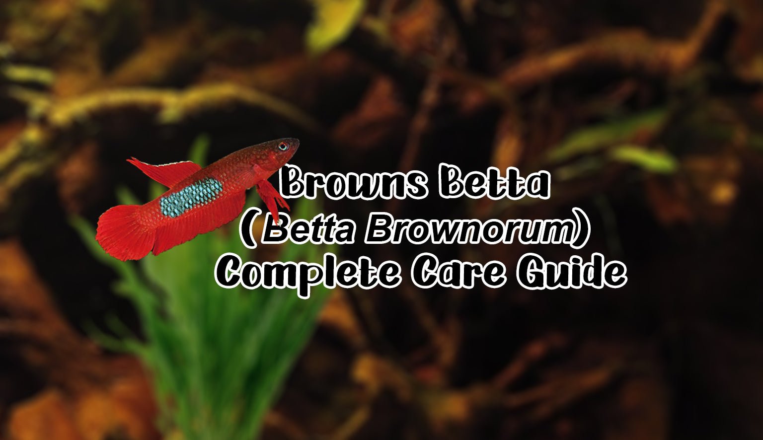 Wild Betta: Browns Betta (Betta brownorum) Complete Care Guide – Castle Dawn Aquatics