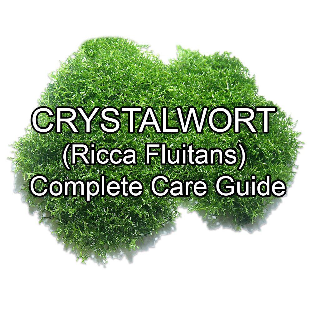 Castle Dawn Aquatics Crystalwort (Ricca fluitans) Complete Care Guide