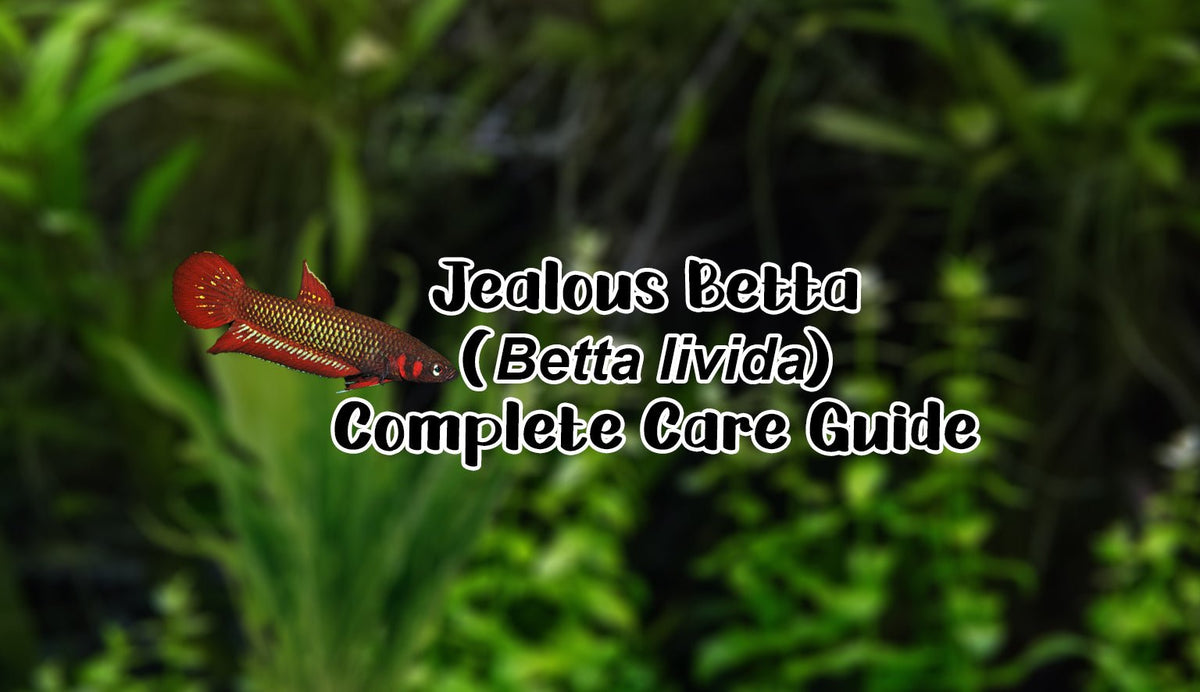 Jealous Green Eyed Wild Betta (Betta Livida) Complete Care Guide ...