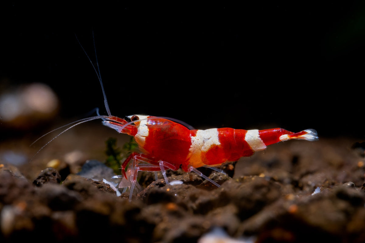 Aquarium Freshwater Ornamental Shrimp – Castle Dawn Aquatics