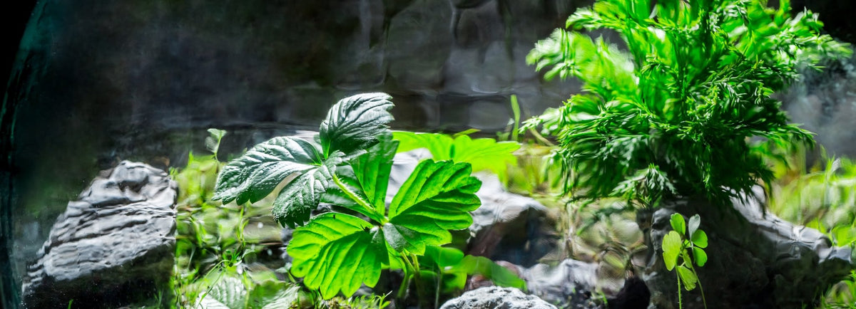 Castle Dawn Aquatics Micro Planter Terrariums