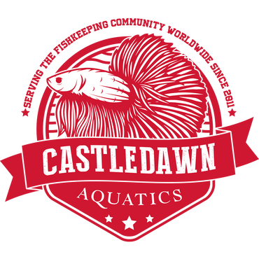 Bluefin Notho Killifish (Nothobranchius rachovii) Complete Care Guide