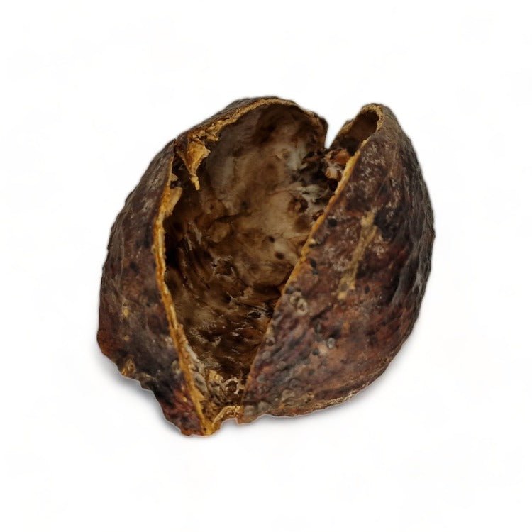 Home Extra Large Split Cocoa Pods