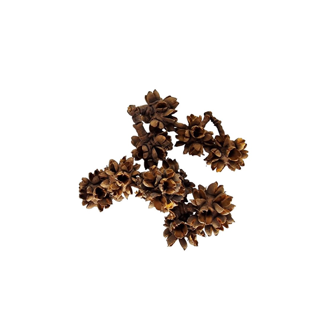 Aquatic Botanicals: Small Cedar Seed Pods - Blackwater Aquarium