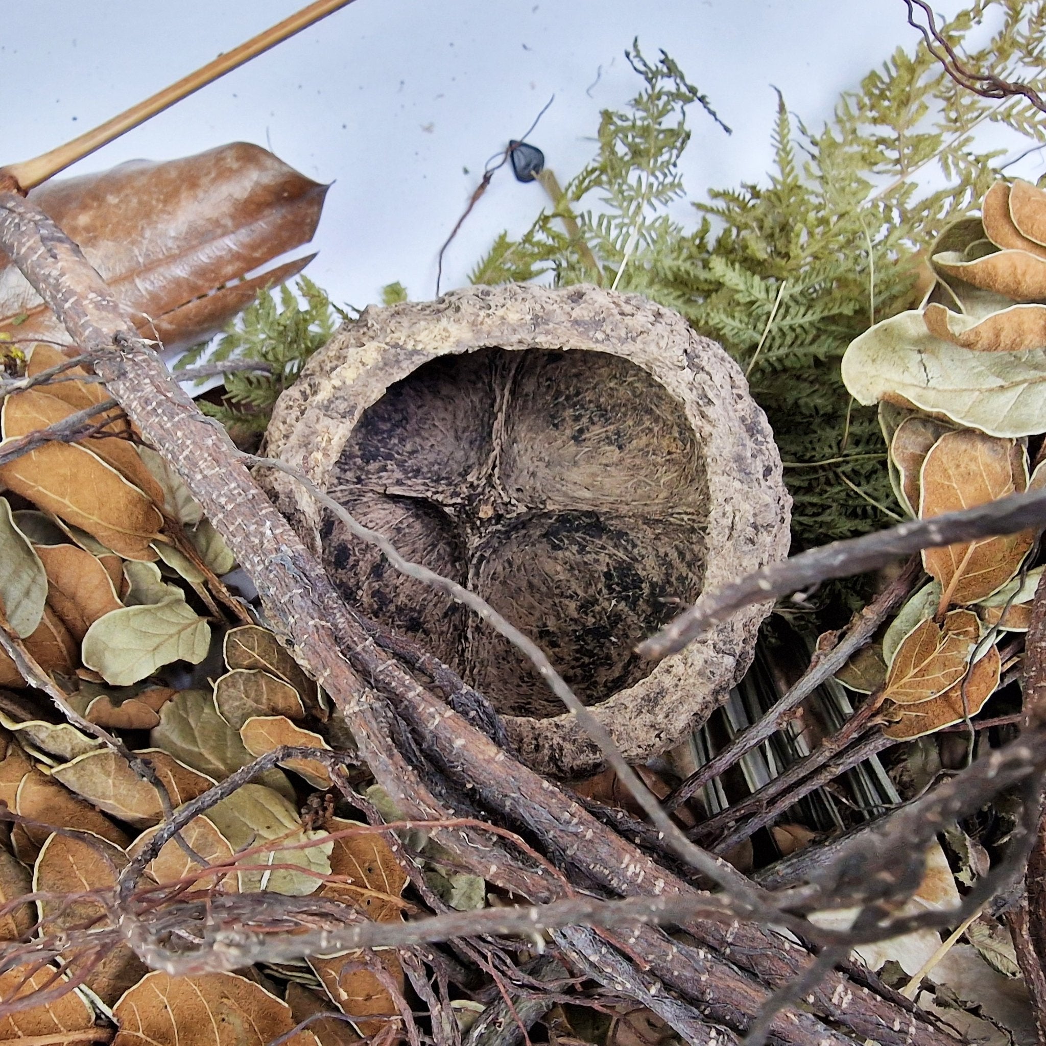 Aquatic Botanicals: South American Dwarf Cichlid Botanical Starter Kit