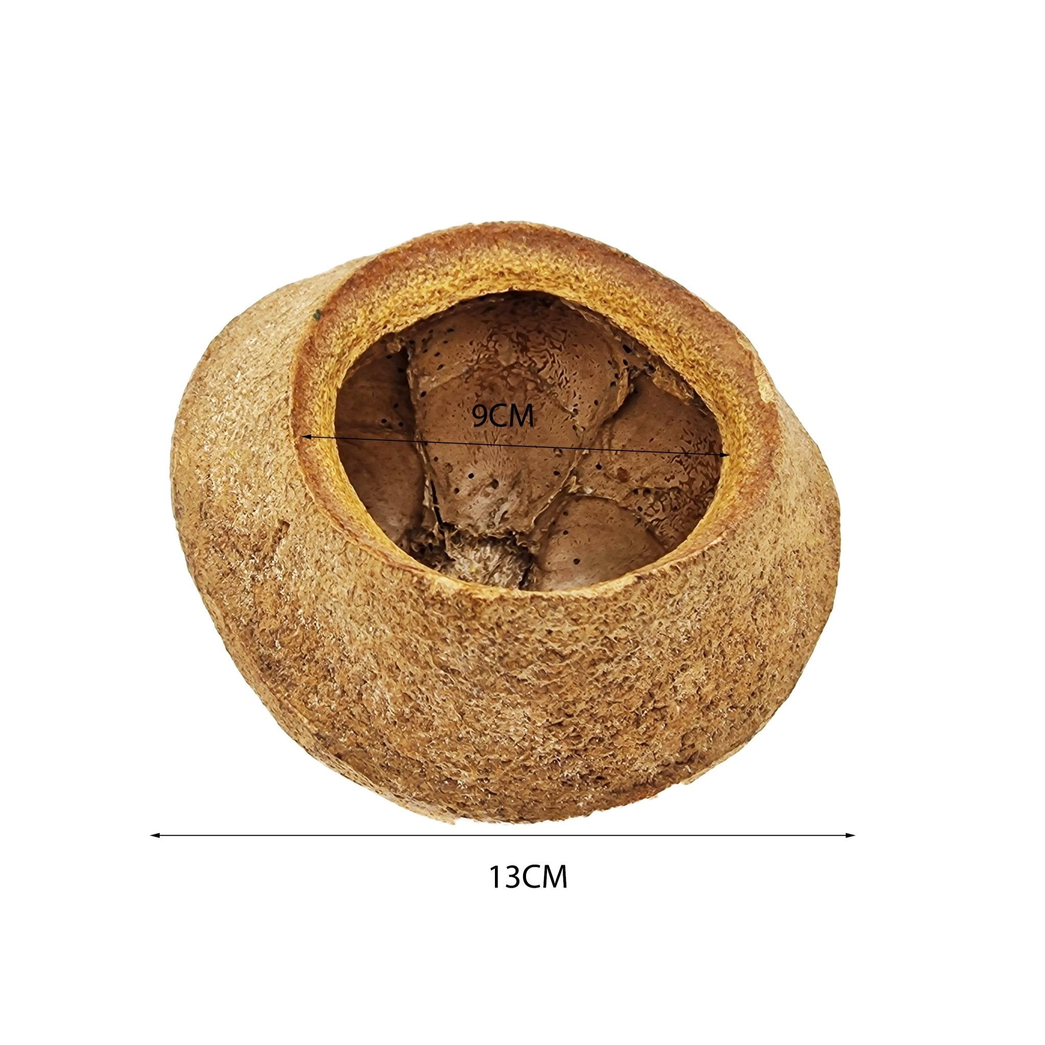 Aquatic Botanicals: Extra Large Monkey Pot Blackwater Biotope Aquarium