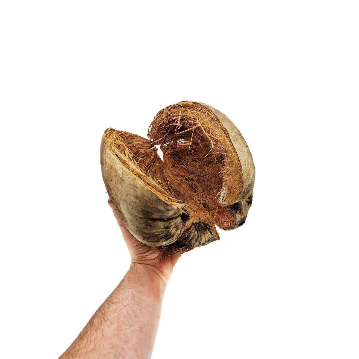 Aquatic Botanicals: Coconut Whole Husk - Biotope Blackwater Aquarium ...