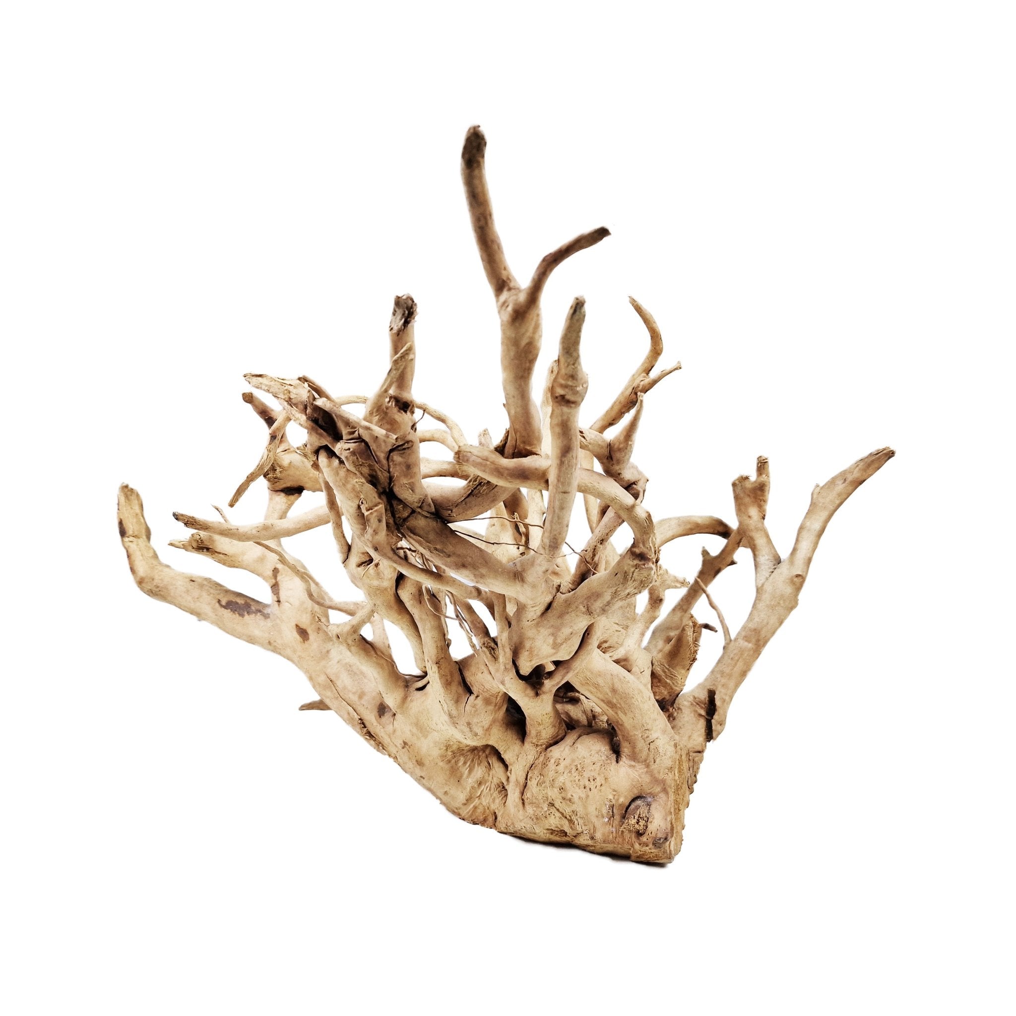 WYSIWYG Hardscape- Hand Selected Spider Wood Azalea Root - Extra Large