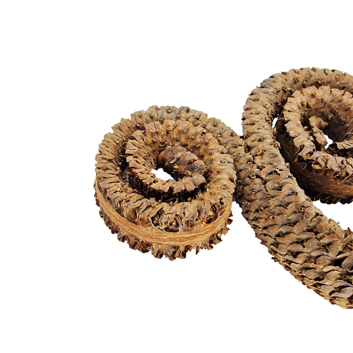 Aquatic Botanicals: Rams Horn Pods - Blackwater Biotope Aquarium ...