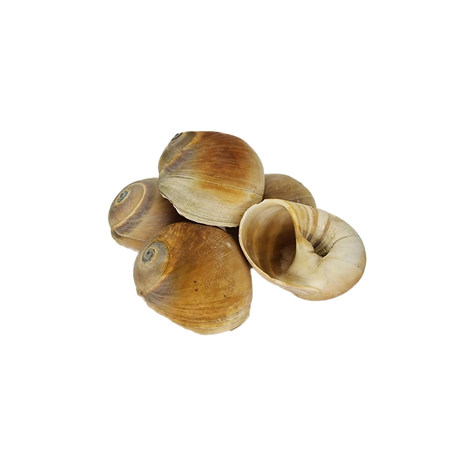 Aquarium Hardscape: Shell Dweller Cichlid Large Shells (8 Pack)